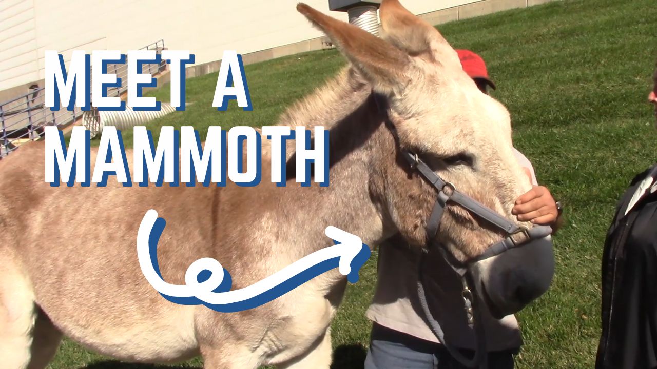 Mammoth Jackson Donkeys – Videos – Mother Earth News